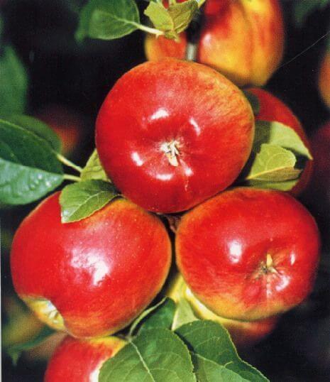 Jablone: Jabloň Prima